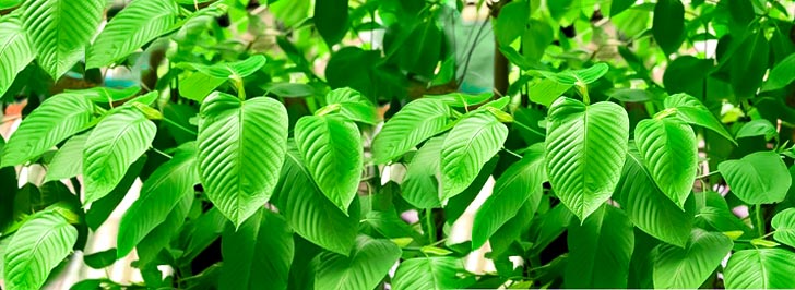 Mitragyna - Phylochem